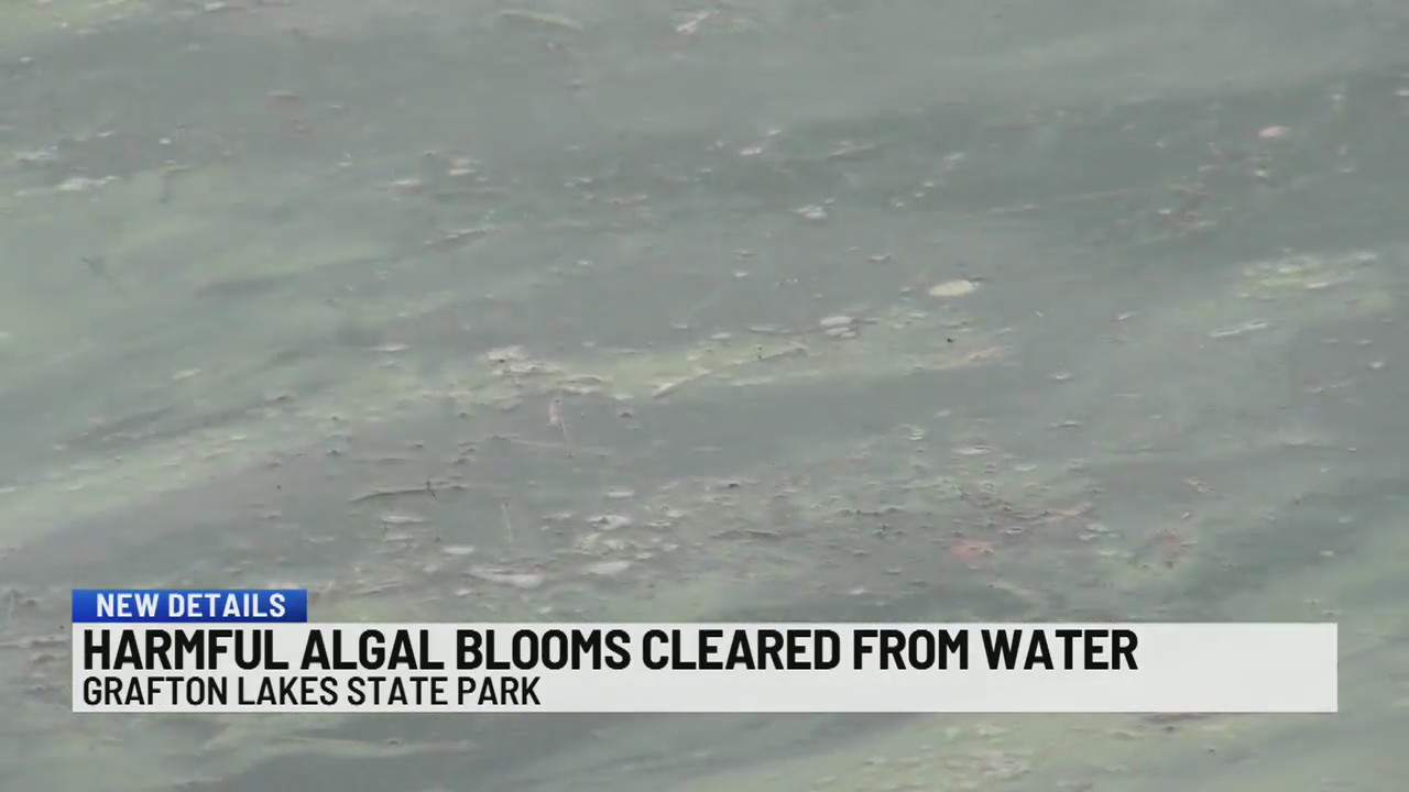 Harmful algal blooms cleared from water