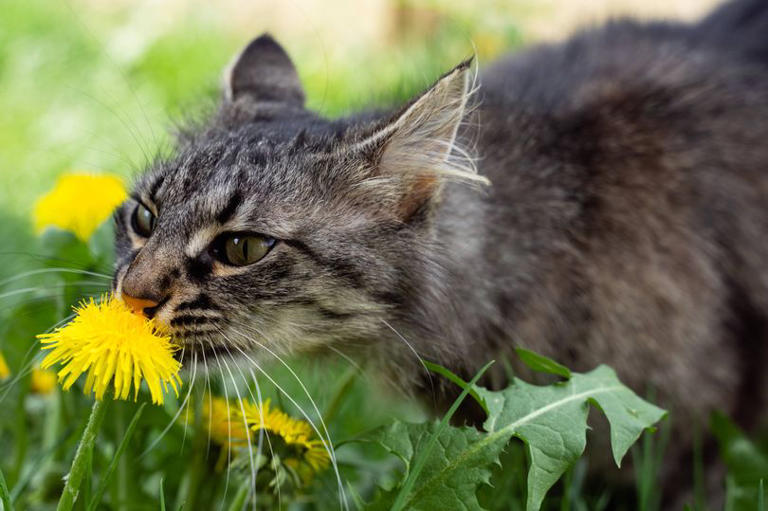 Keep cats and weeds out of garden by using one store cupboard ingredient
