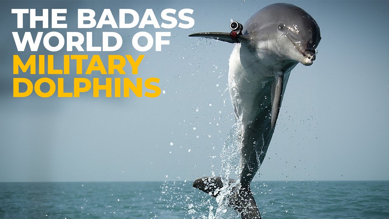How The U.S. Navy Uses Dolphins To Guard Against Underwater Attacks