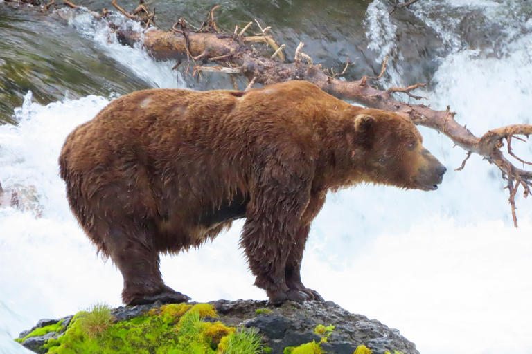 Chunk, the heavyweight bear with a broken jaw, finally wins Fat Bear Week