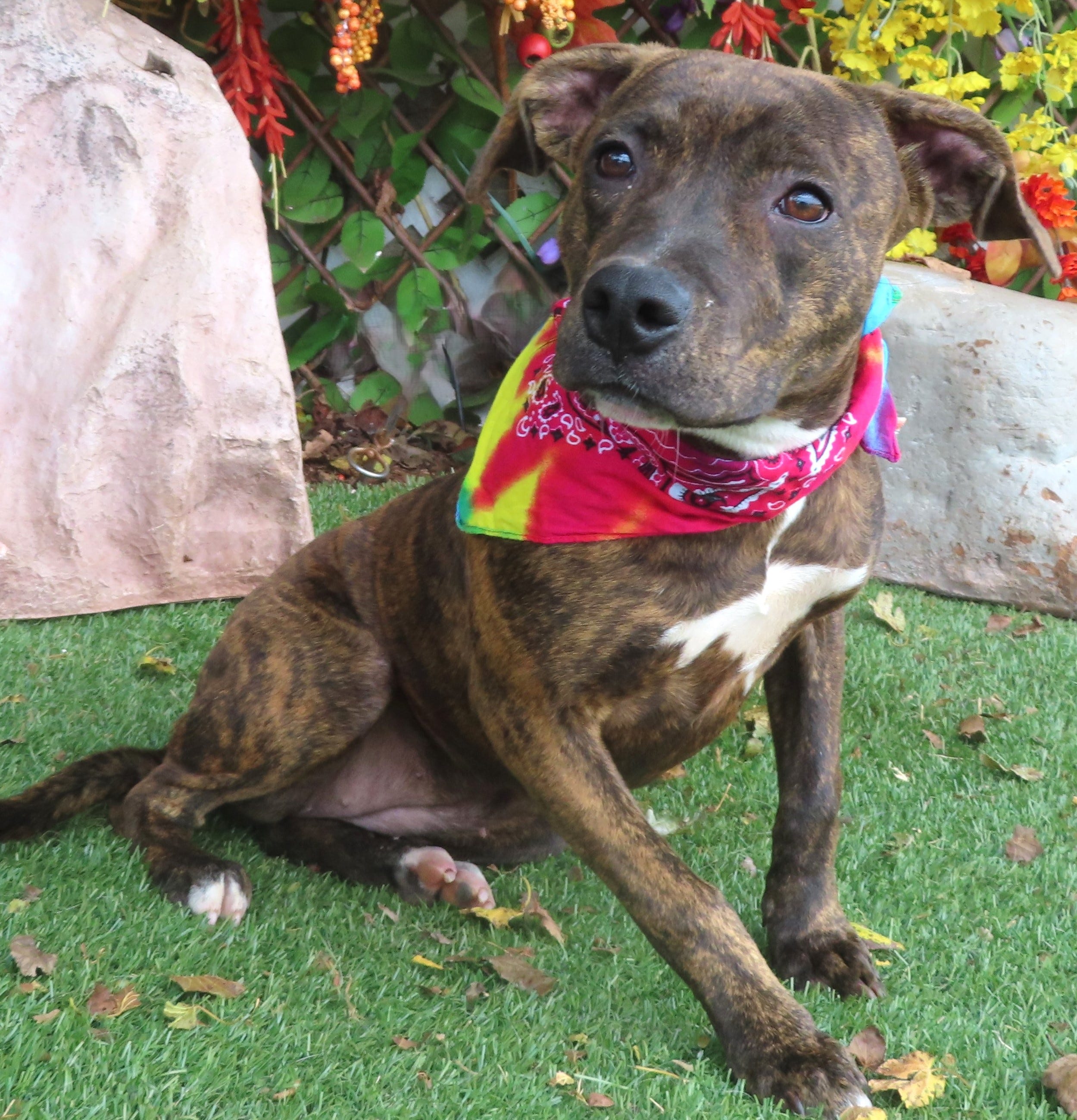 Looking to add a pet to your family? Nacho, Billy, others available at OKC-area shelters