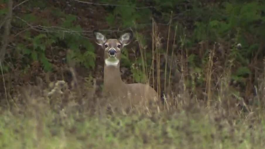 Archery deer season begins in Vermont
