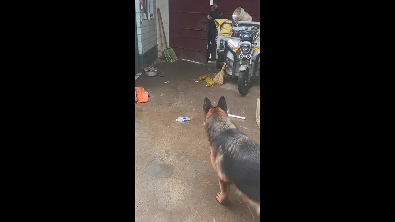 Three German Shepherds excitedly greet man in Henan, China