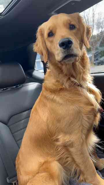 How to Handle a Reactive Dog – Positive Reinforcement Tips