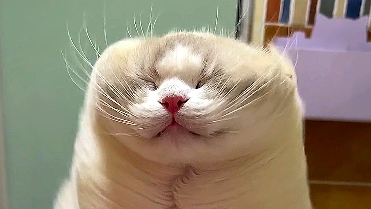 A cat with model-worthy qualities defies Typhoon Ragasa in China
