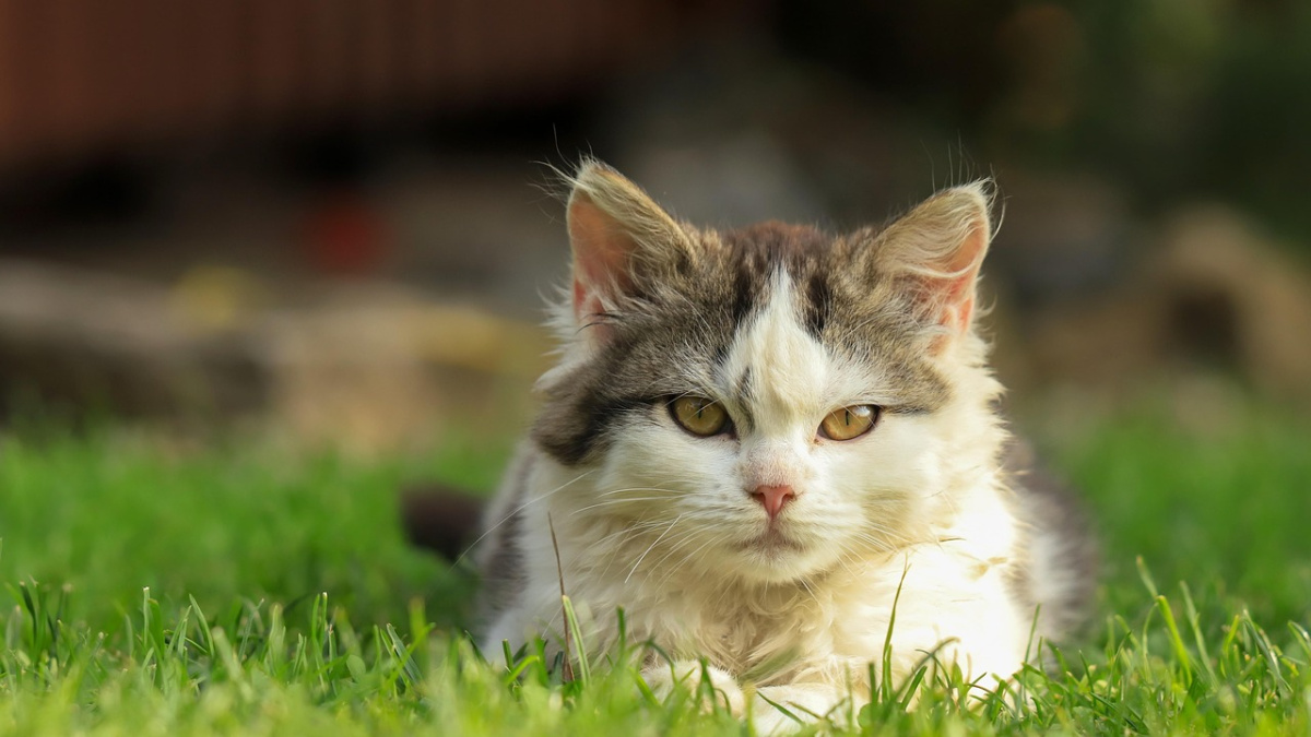 5 consejos para convivir con un gato si eres alérgico