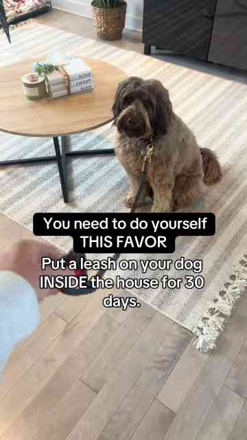 Dog Behavior Hack: Use a Leash to Keep Them Calm