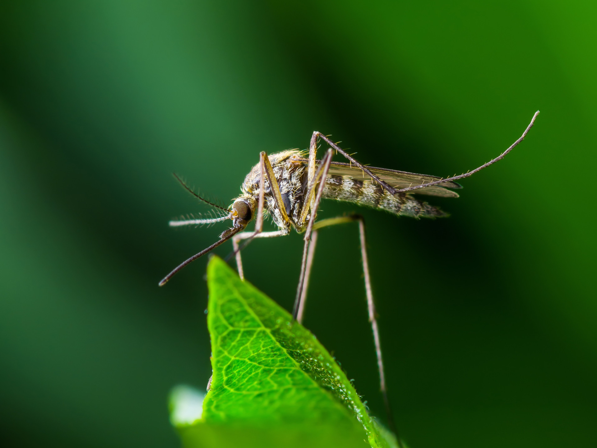 Why mosquitoes love to bite you