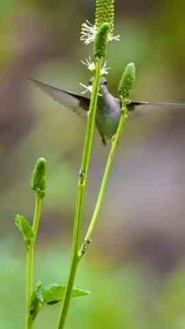 Hummingbirds at Top Speed: 60 MPH in a Dive