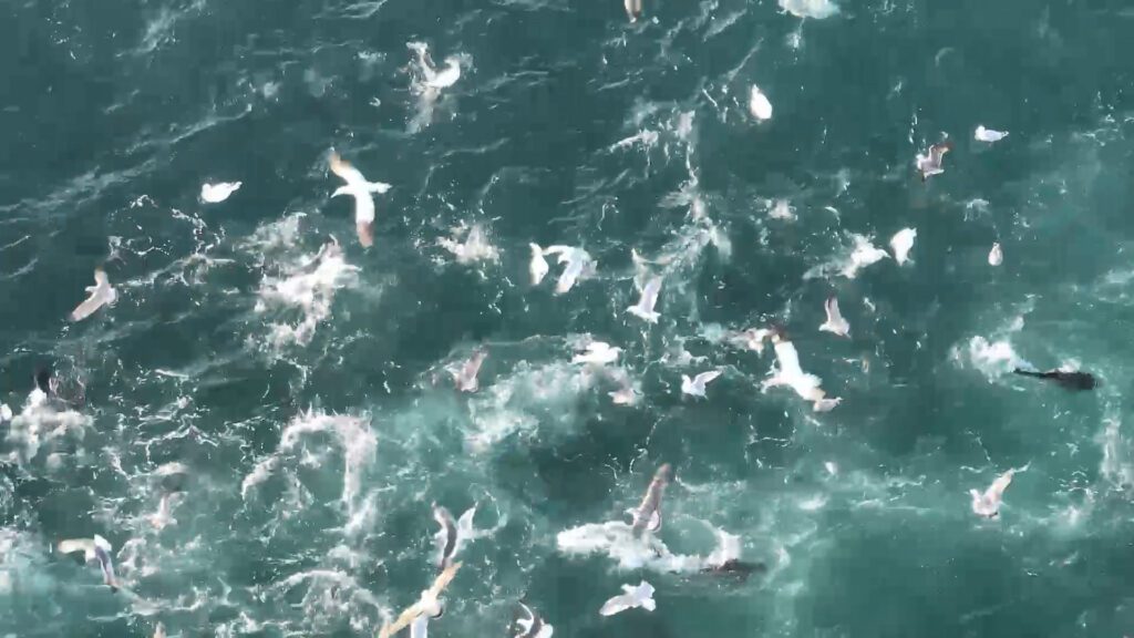 ‘Spectacular’ bluefin tuna feeding frenzy captured on film