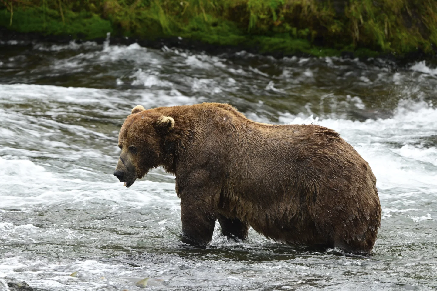 De la tragedia a la gloria: Chunk, el oso con la mandíbula rota, gana ...