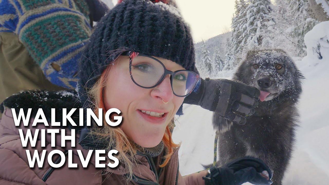 Danielle Walks a Wolf and Learns Its Deadly Secrets