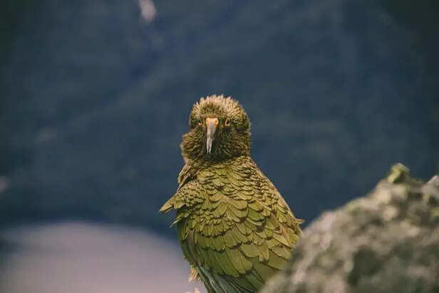 7 Flightless Birds That Survive Without Flying