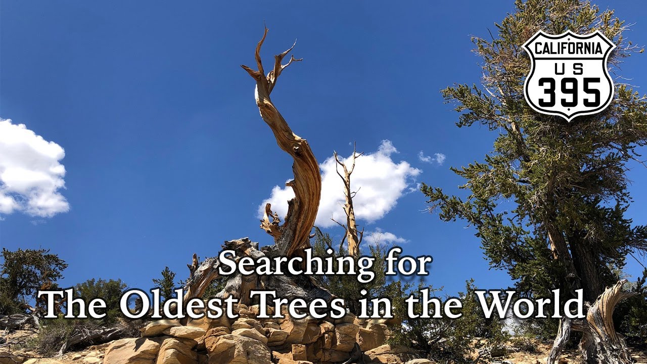The World’s Oldest Living Trees Found in the Bristlecone Pine Forest