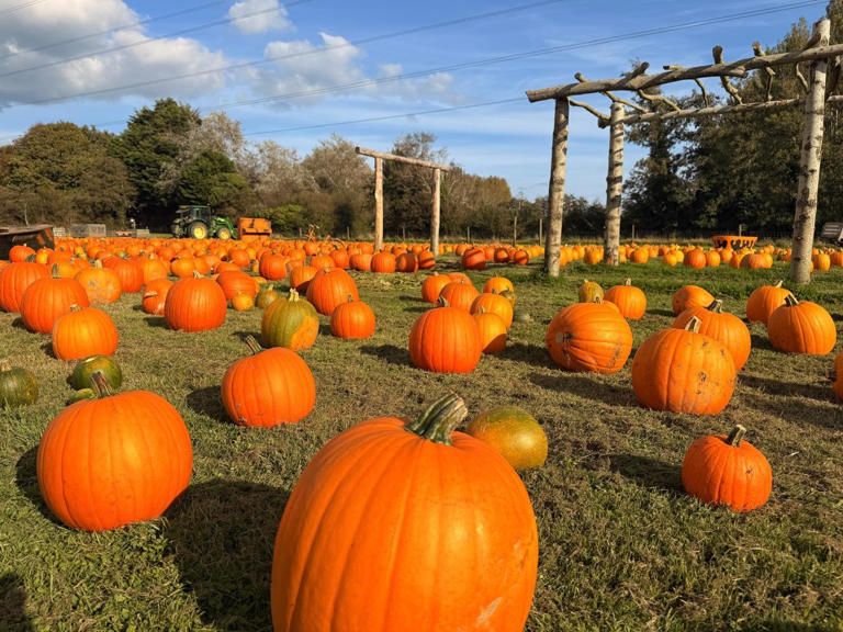 Sharnfold Farm announces a spooktacular October of family fun