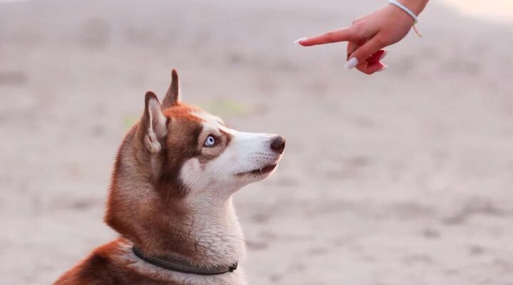 How to Train Yourself to Train a Dog