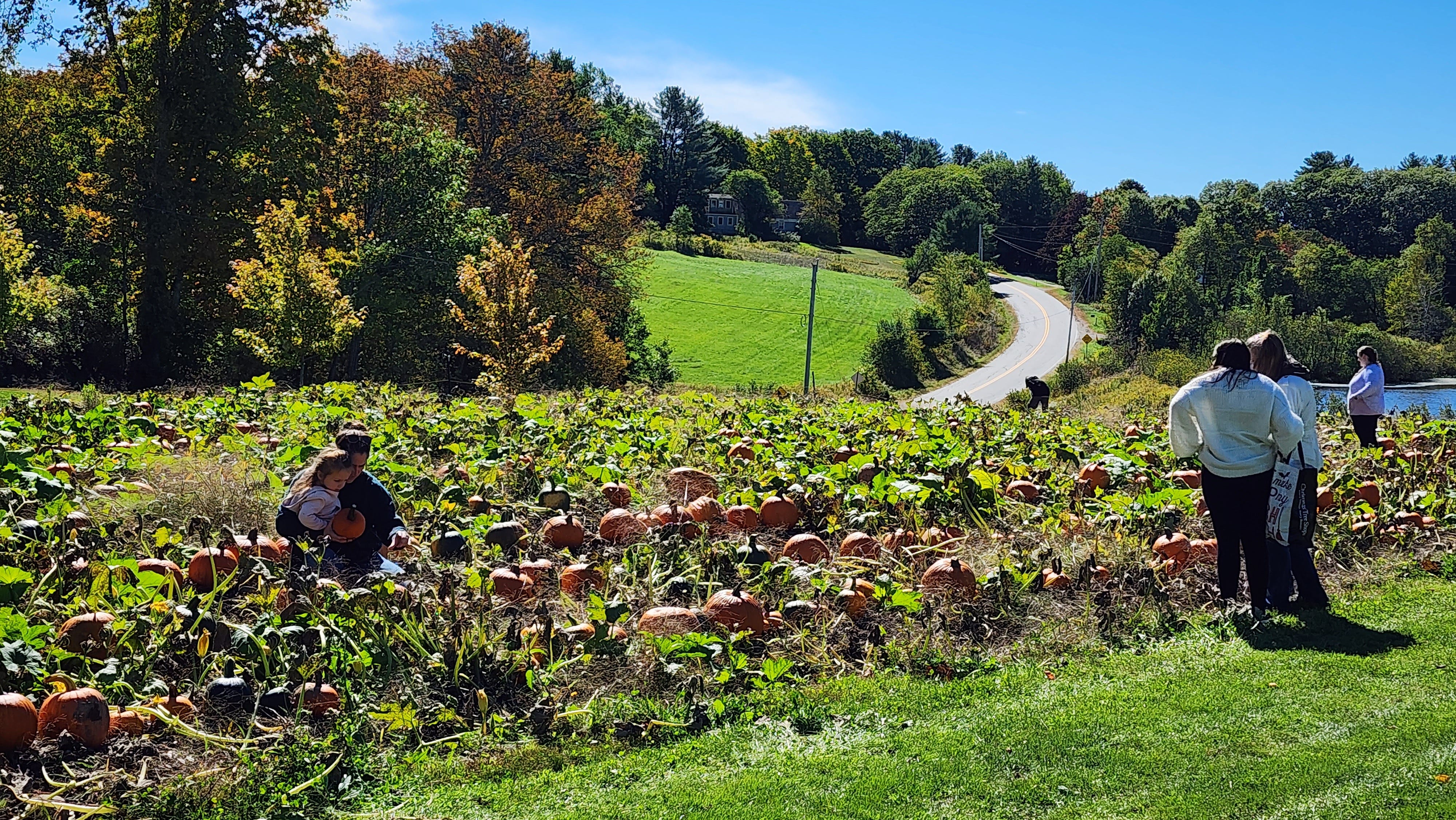 Pumpkin picking season is here. Here are 8 must-visit patches in Rhode ...