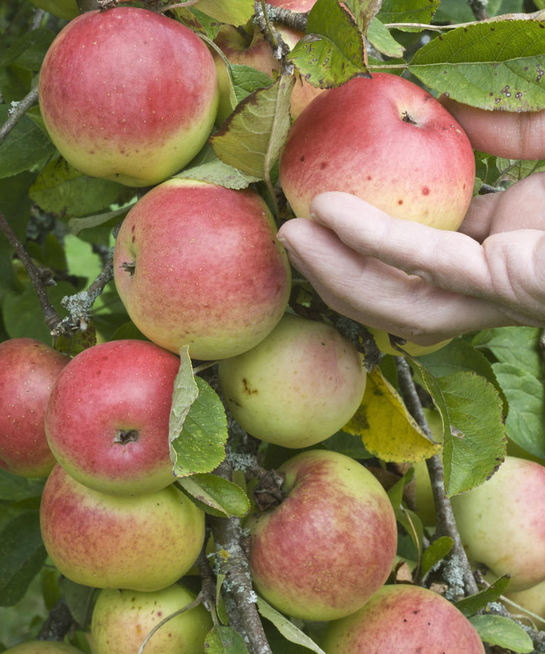 Fall Is an Ideal Time to Plant Fruit Trees – Here are 7 to Add This ...
