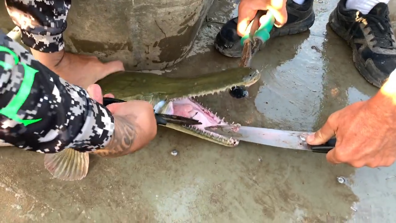 City monster fish surgery – research in action!
