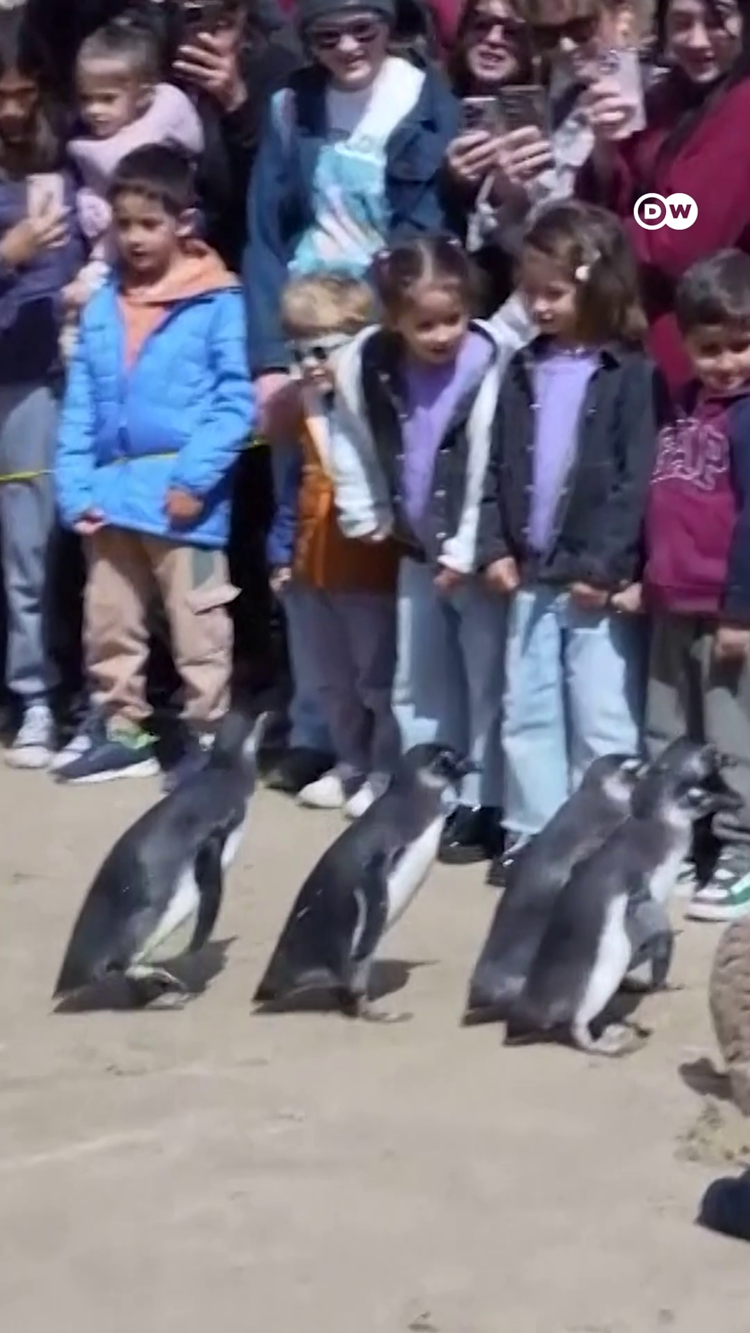 Penguins waddle back into the wild