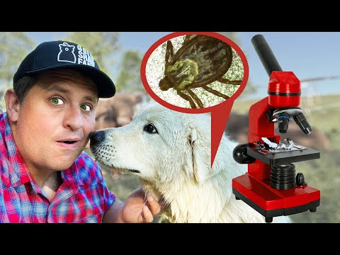 Viewing everyday farm life through a microscope lens