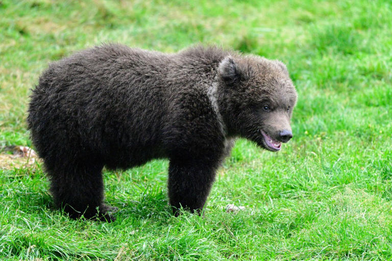 Chunk, a 1,200-pound bear with a broken jaw, wins Alaska’s popular Fat ...
