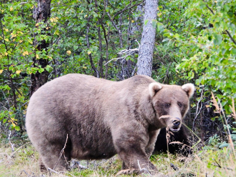Chunk, a 1,200-pound bear with a broken jaw, wins Alaska’s popular Fat ...
