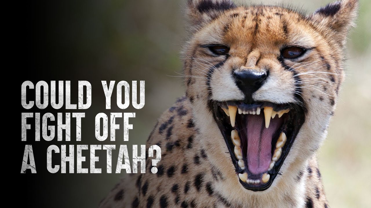 Surviving a cheetah attack