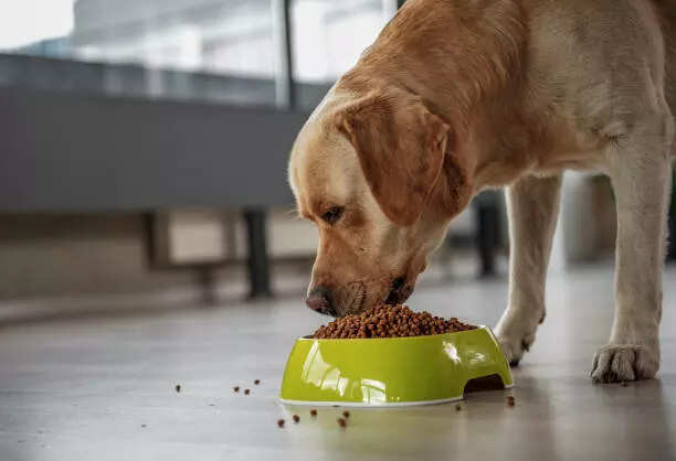 Raw Diet vs. Kibble: Which One Is Better for Your Pet’s Health?