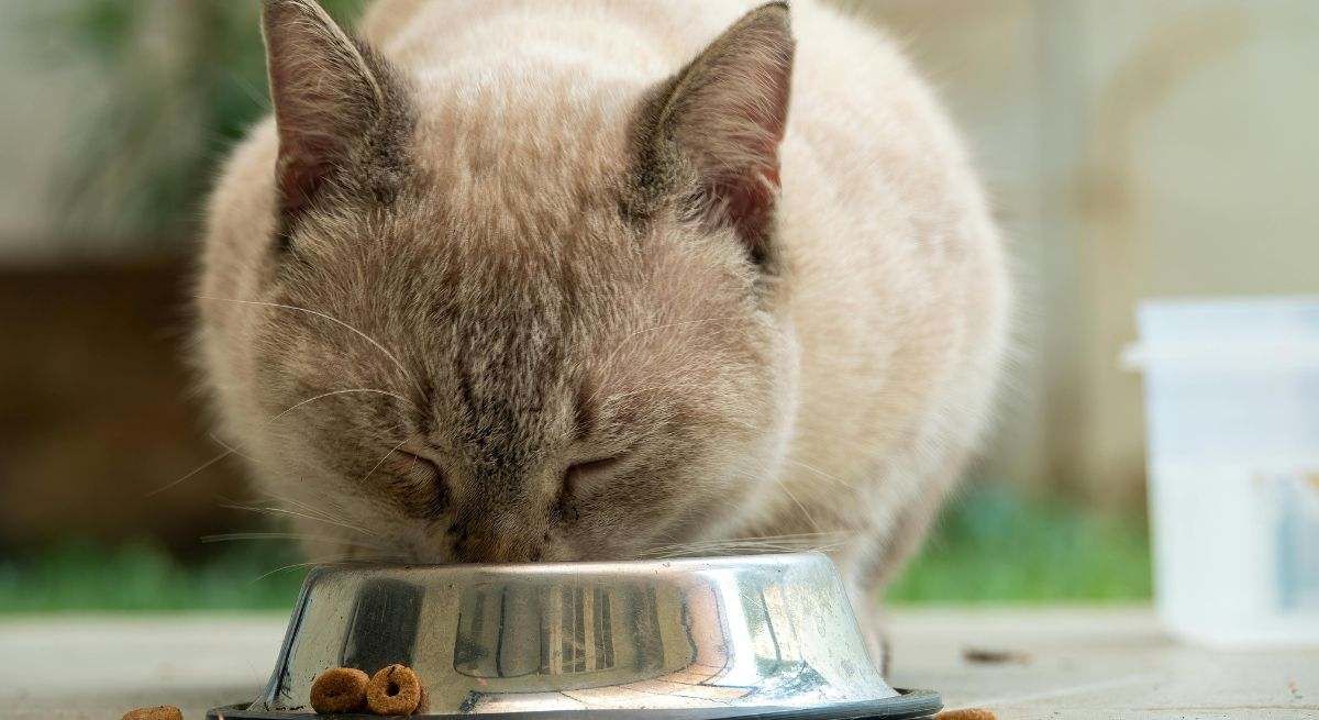 Experto en animales avisa a todos los españoles que tengan gato: "Si ...