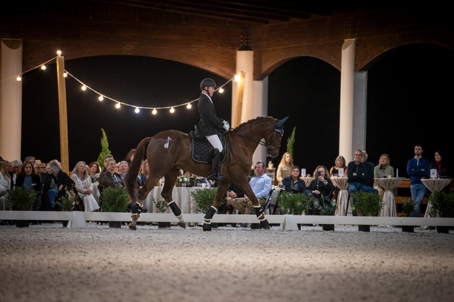 Horses dance at fundraiser to benefit working animals in developing ...