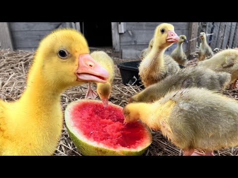 Goslings devour their first watermelon in farm life fun