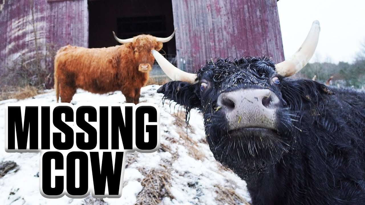 Cow breaks through fence and escapes Vermont farm