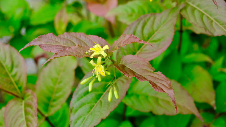 Attract Butterflies With A Shrub That Brings Color To A Shade Garden
