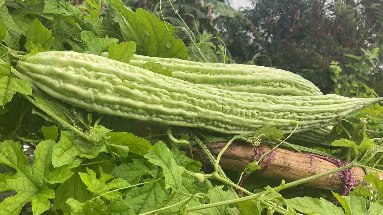Health benefits of karela leaves: A nutrient-dense food for blood sugar ...