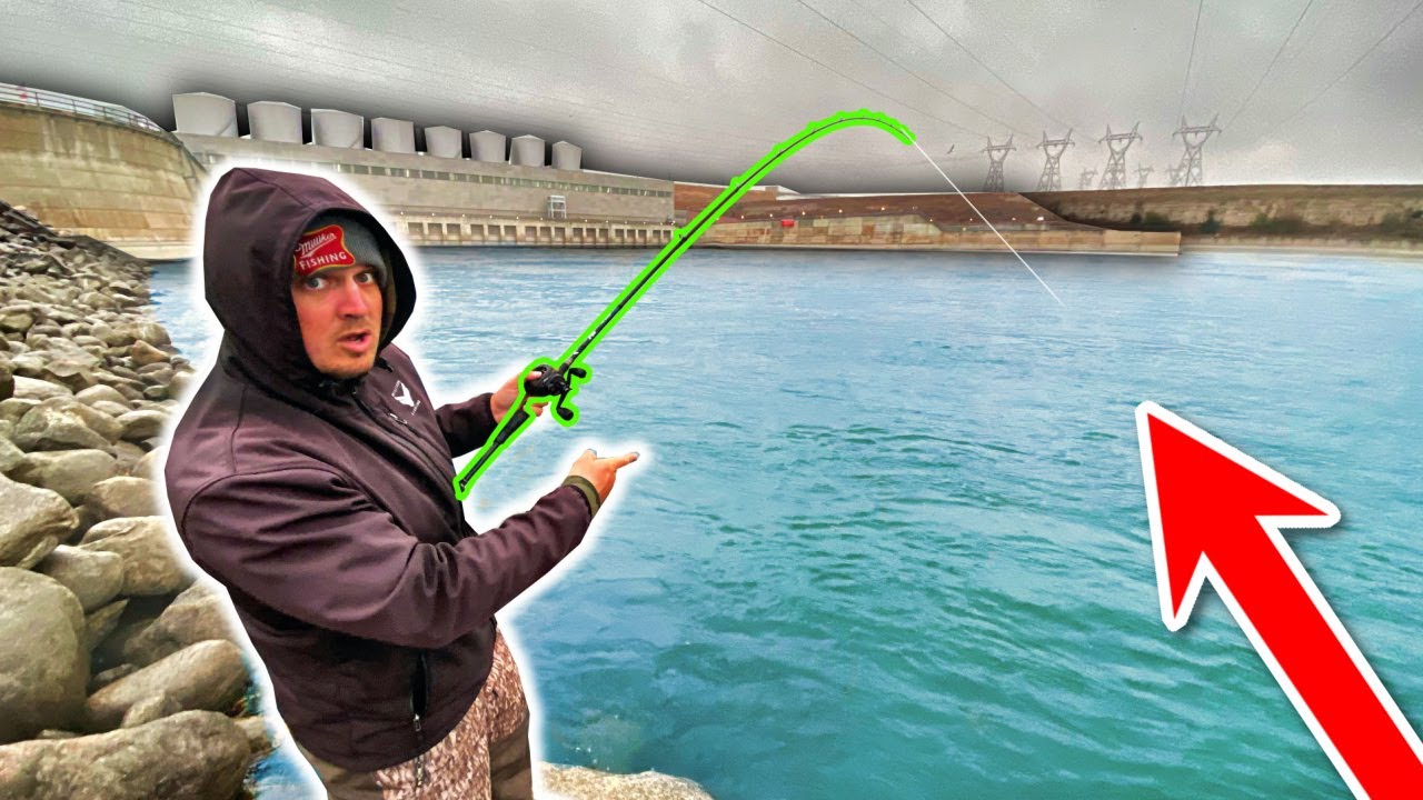 Thousands of starving fish migrate to massive spillway