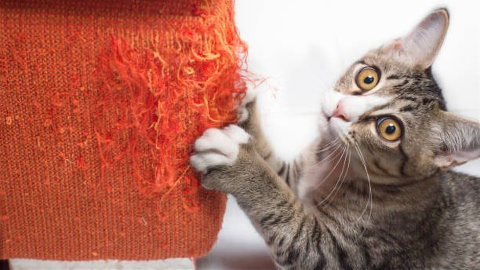 Como Fazer Seu Gato Parar De Destruir A Casa