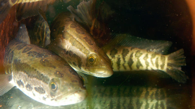 The 12 invasive animal, plant species of 'highest concern' in Virginia