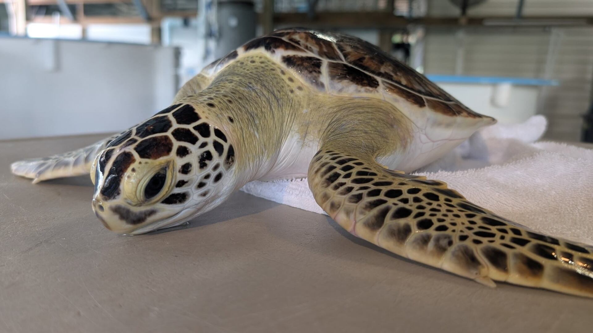 Sea turtle rescued with shell injuries ready for release in Satellite Beach