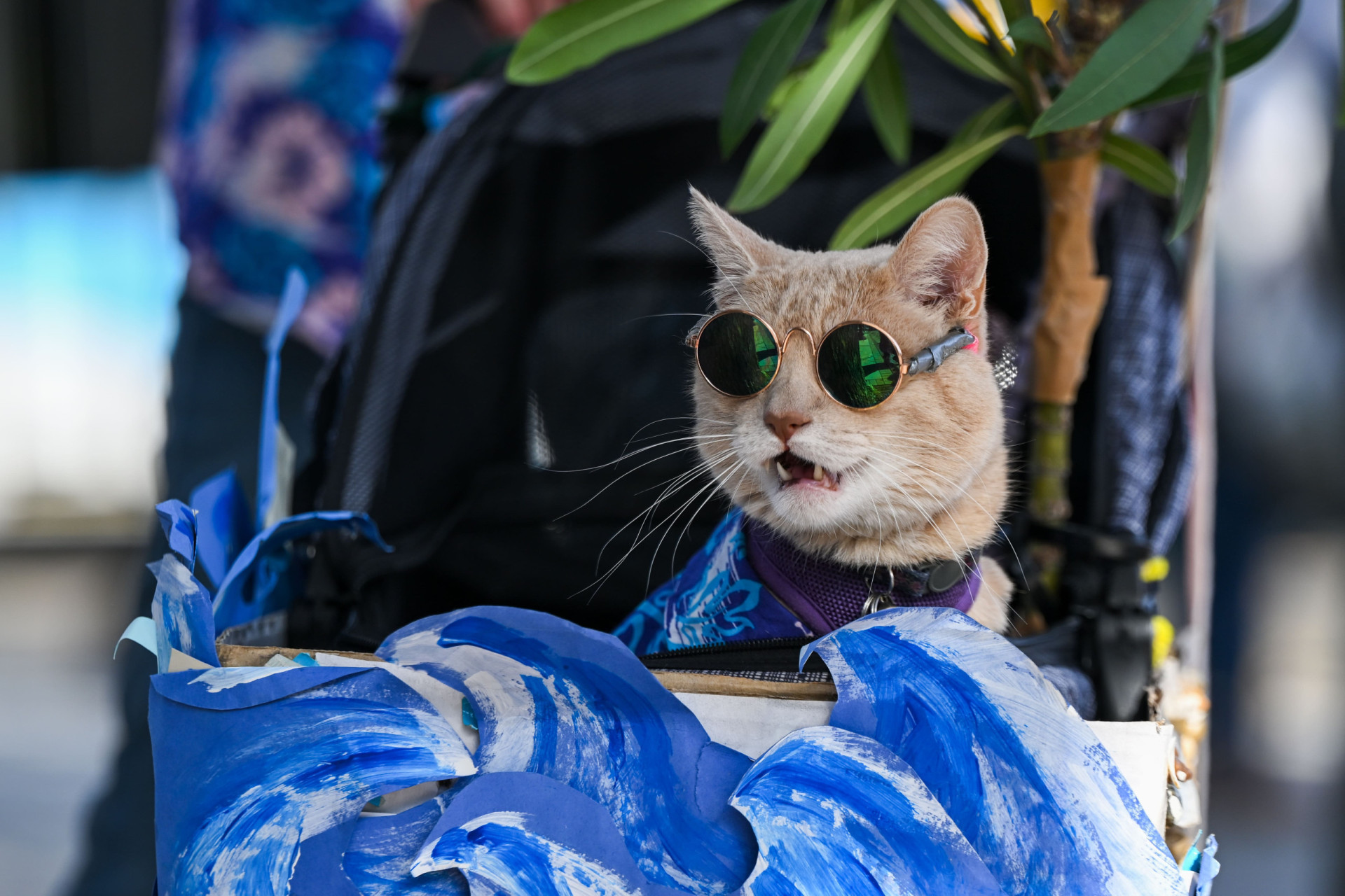 Things Humans Do That Cats Hate