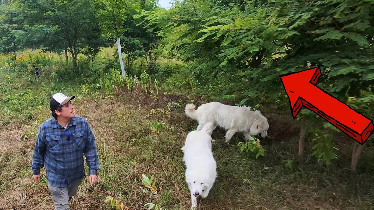 Finally harvesting chestnuts after eight years of hard work