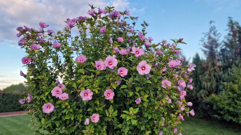 Tips And Tricks To Keep Your Hibiscus Plant Growing And Thriving