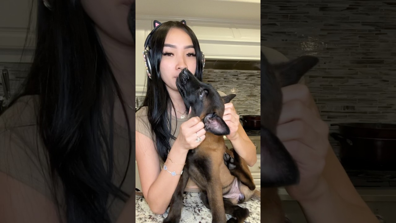 Training Day With Energetic Dobermans and Pals