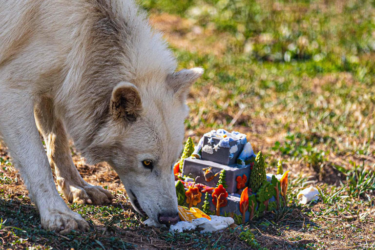 Dire Wolves Return: Romulus and Remus Mark First Birthday as Science ...