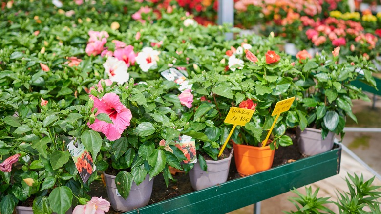Tips And Tricks To Keep Your Hibiscus Plant Growing And Thriving