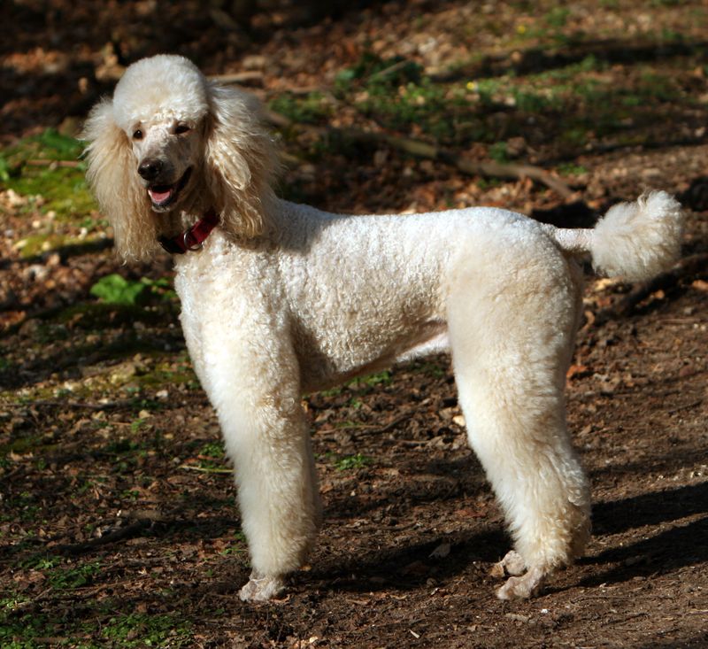 19 Hypoallergenic Dog Breeds That Shed Very Little