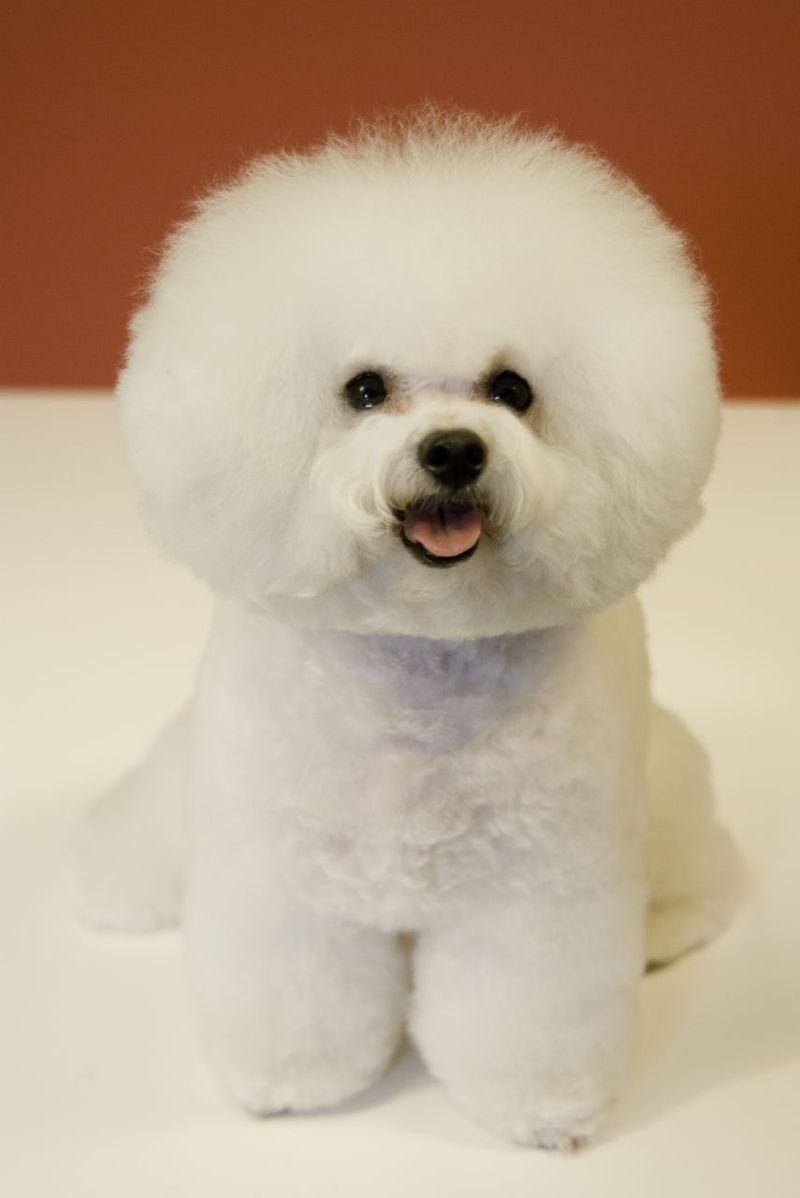 19 Hypoallergenic Dog Breeds That Shed Very Little