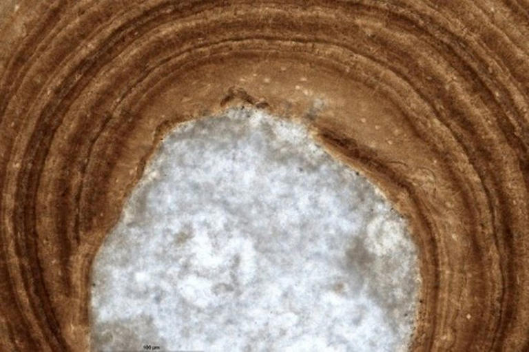 New species of ancient Jurassic reptile that roamed Scotland discovered