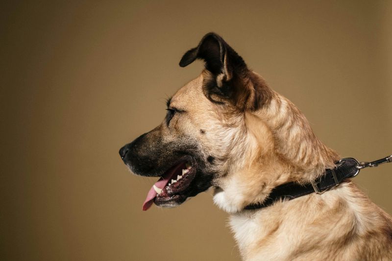 12 Times Animals Became Real-Life Heroes