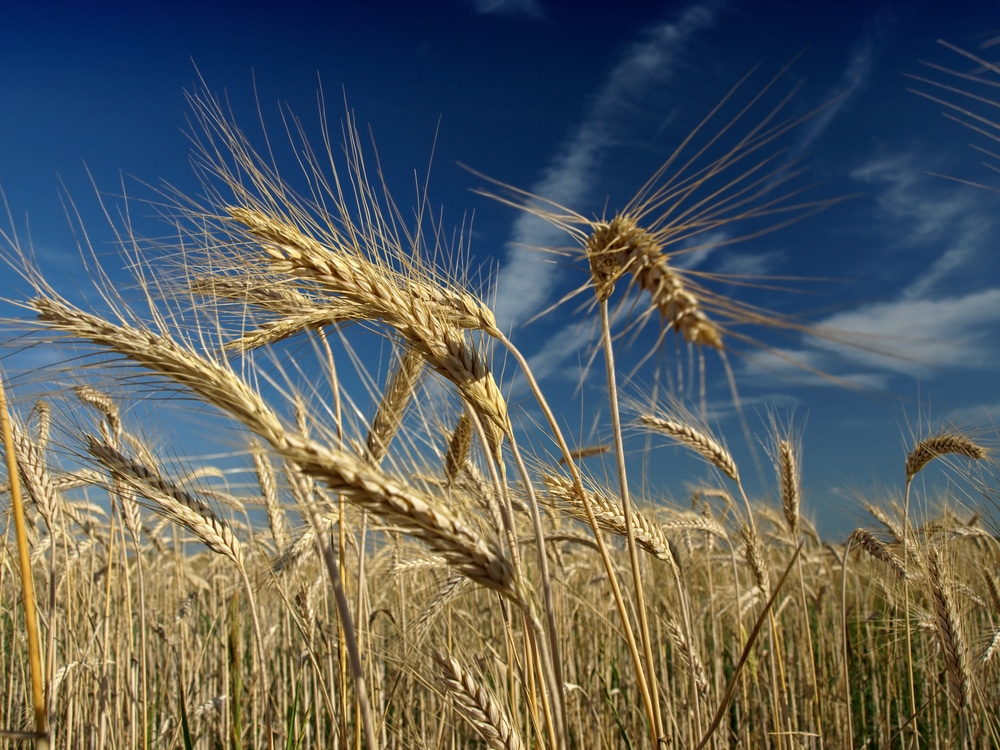 The Top 10 Grains for Baking Bread That’s Good for You